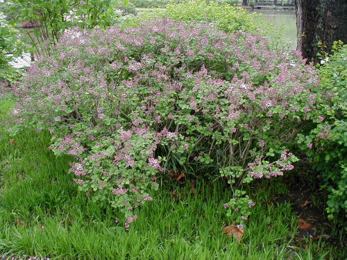 Littleleaf Lilac - Plant Identification by Pamela Borden Trewatha, Ph.D ...