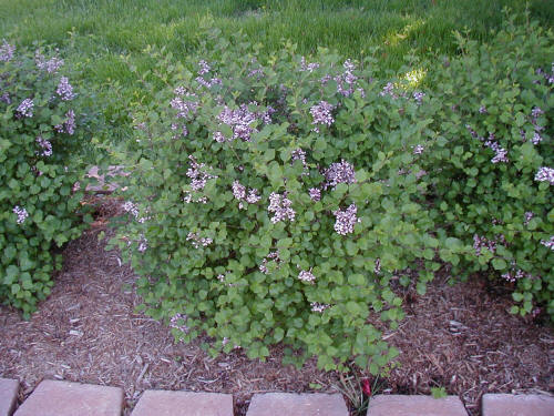 Littleleaf Lilac - Plant Identification by Pamela Borden Trewatha, Ph.D ...