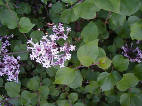 Littleleaf Lilac - Plant Identification by Pamela Borden Trewatha, Ph.D ...