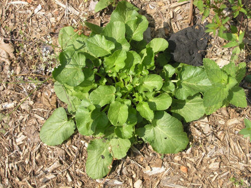 Yellow Rocket - Plant Identification by Pamela Borden Trewatha, Ph.D ...
